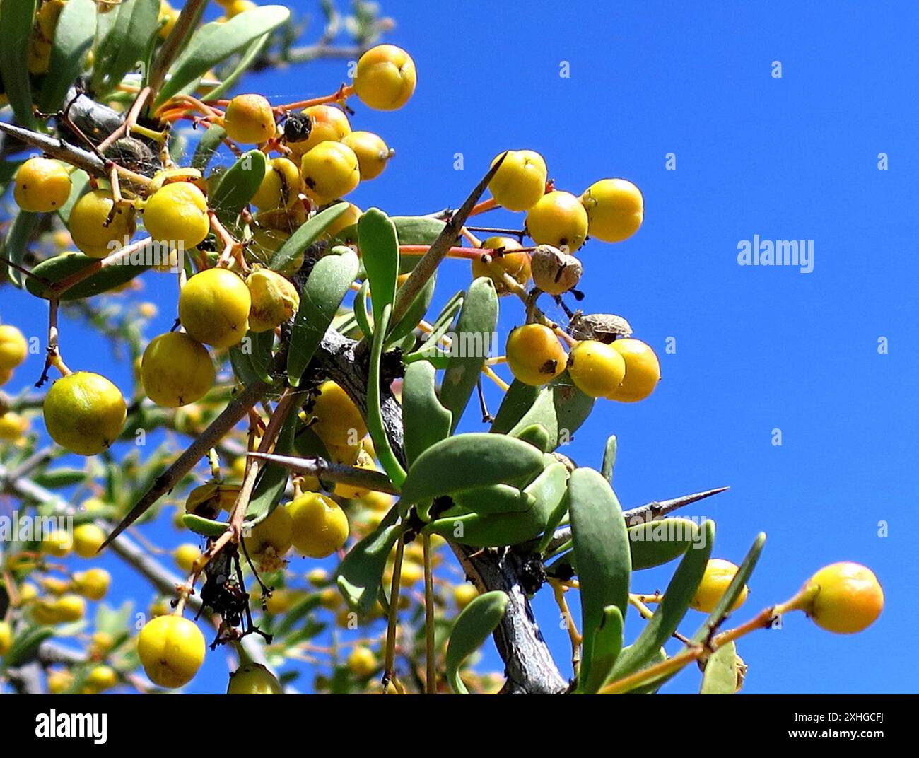 staff-vine family (Celastraceae Stock Photo - Alamy