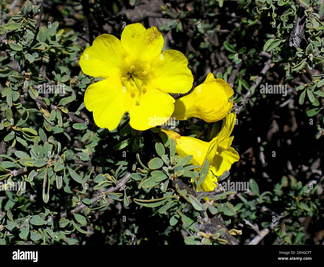 Karoo gold hi-res stock photography and images - Alamy