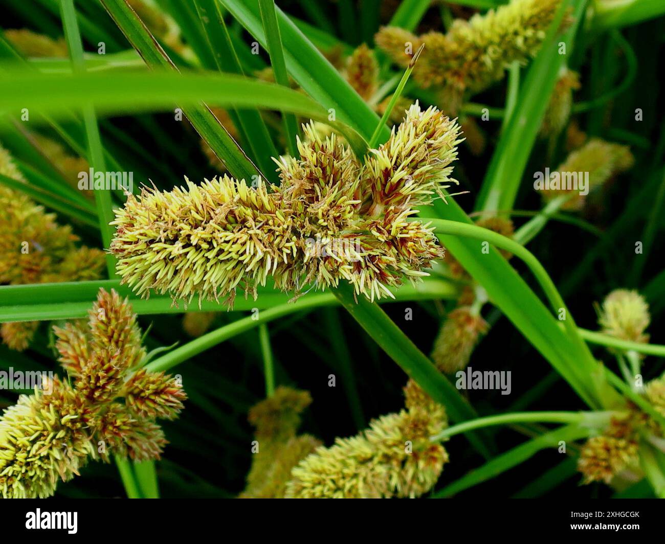 Giant Sedge (Cyperus thunbergii Stock Photo - Alamy
