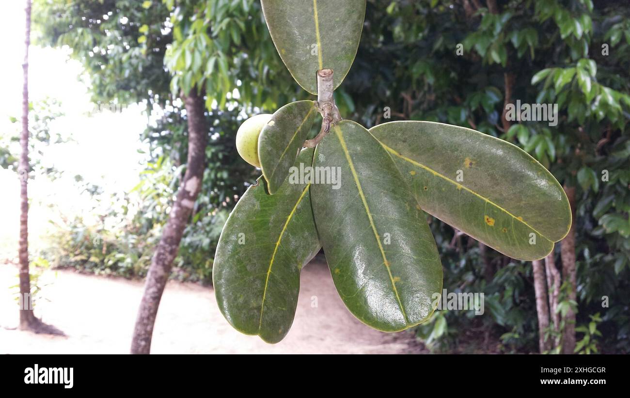 Madagascar Olive (Noronhia emarginata Stock Photo - Alamy