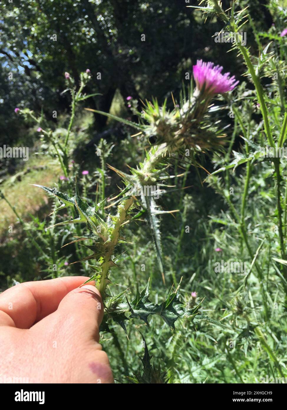 Italian thistle (Carduus pycnocephalus Stock Photo - Alamy
