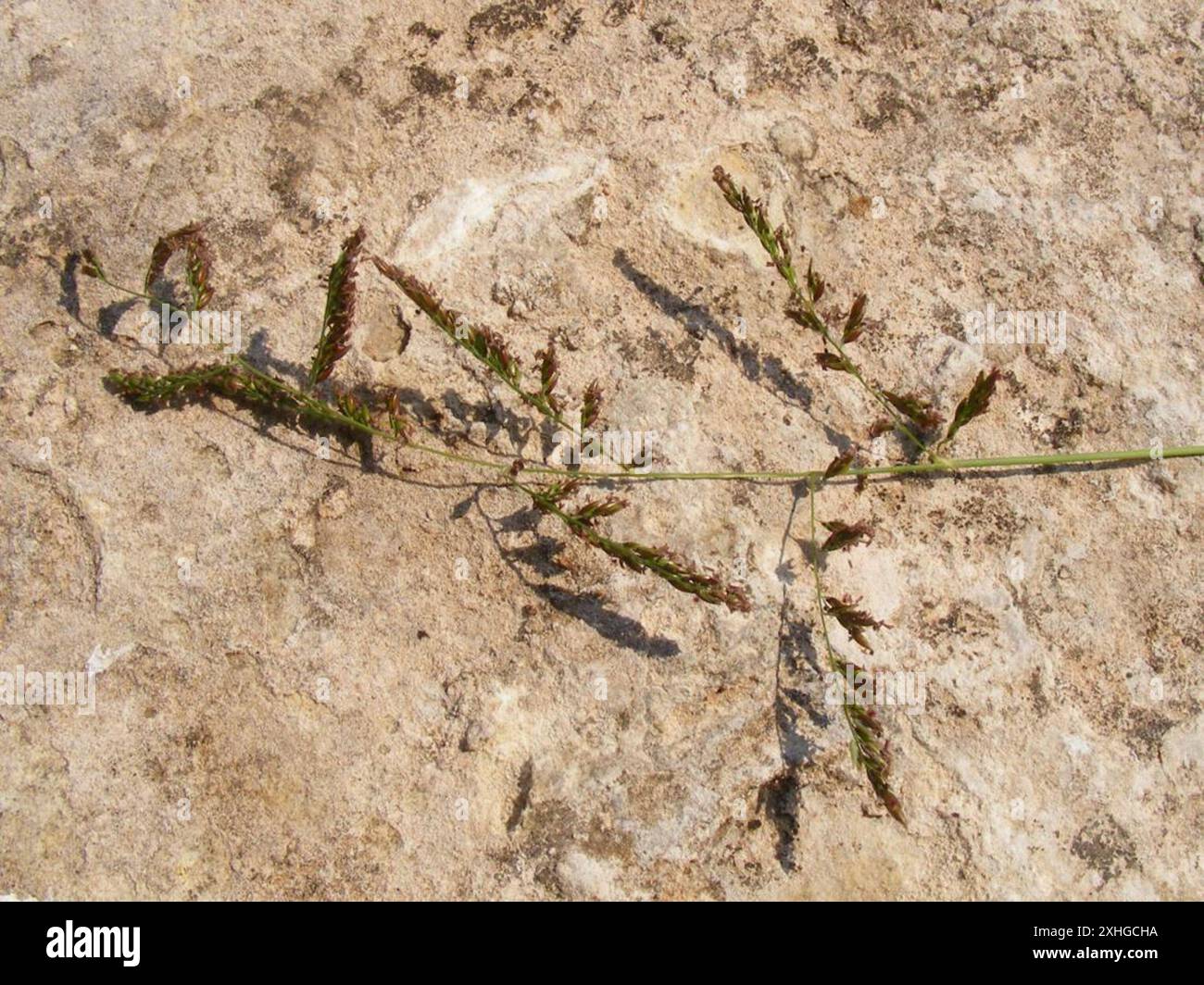 False signal hi-res stock photography and images - Alamy