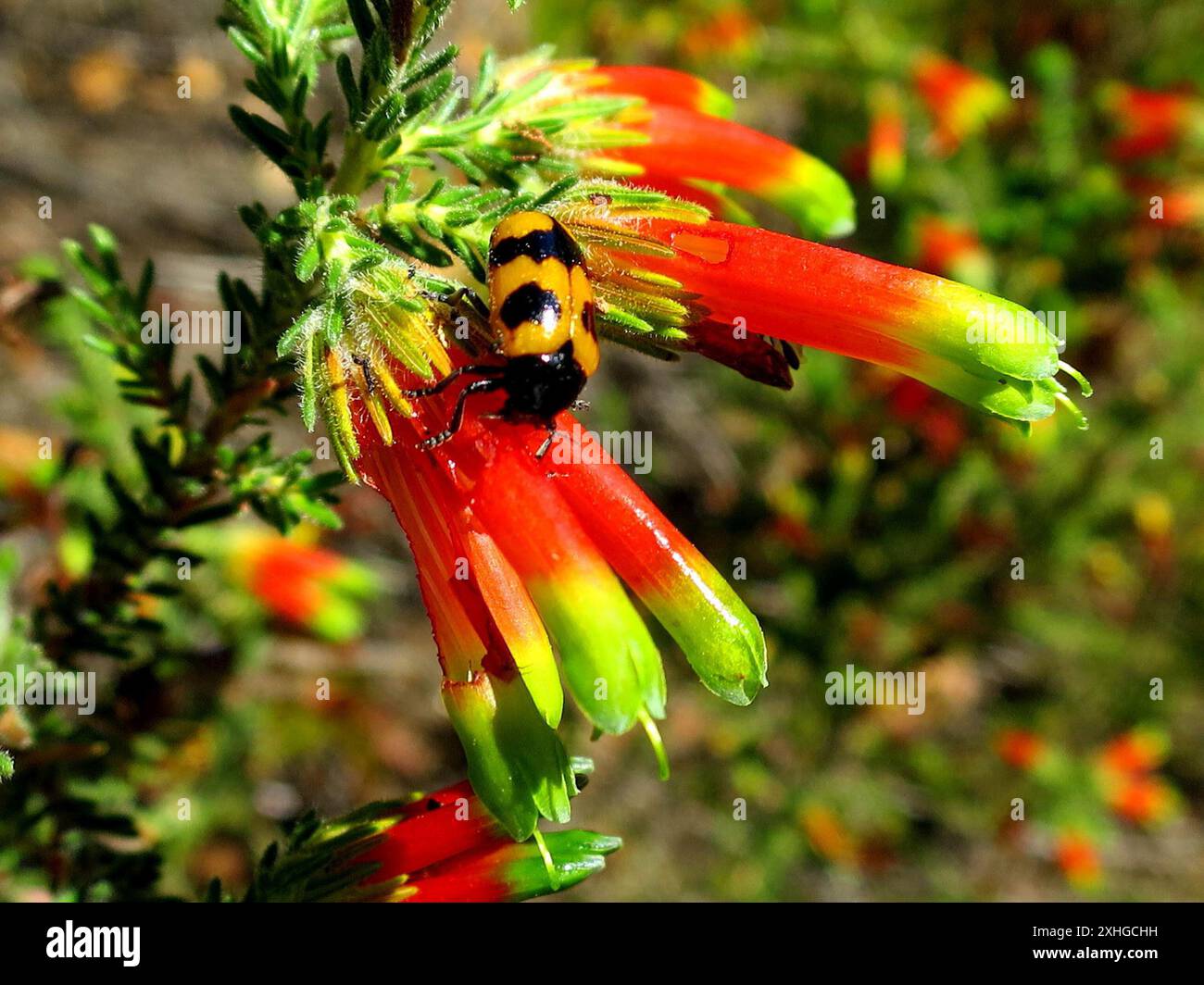 Case-bearing Leaf Beetles (Cryptocephalinae Stock Photo - Alamy