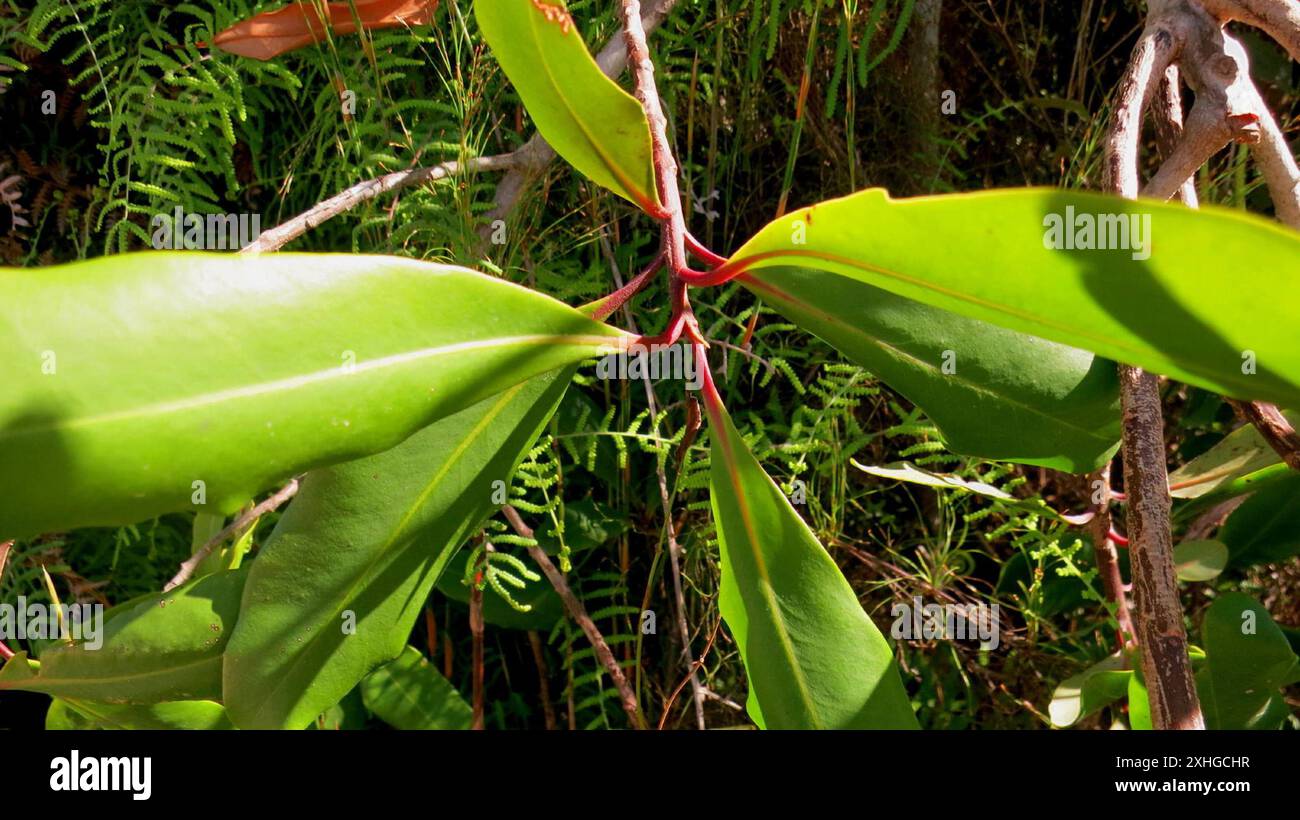 Cape beech (Rapanea melanophloeos Stock Photo - Alamy