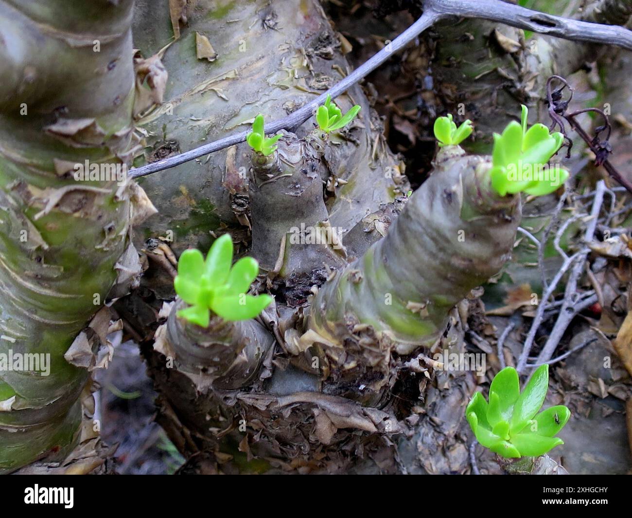 Botterboom (Tylecodon paniculatus Stock Photo - Alamy