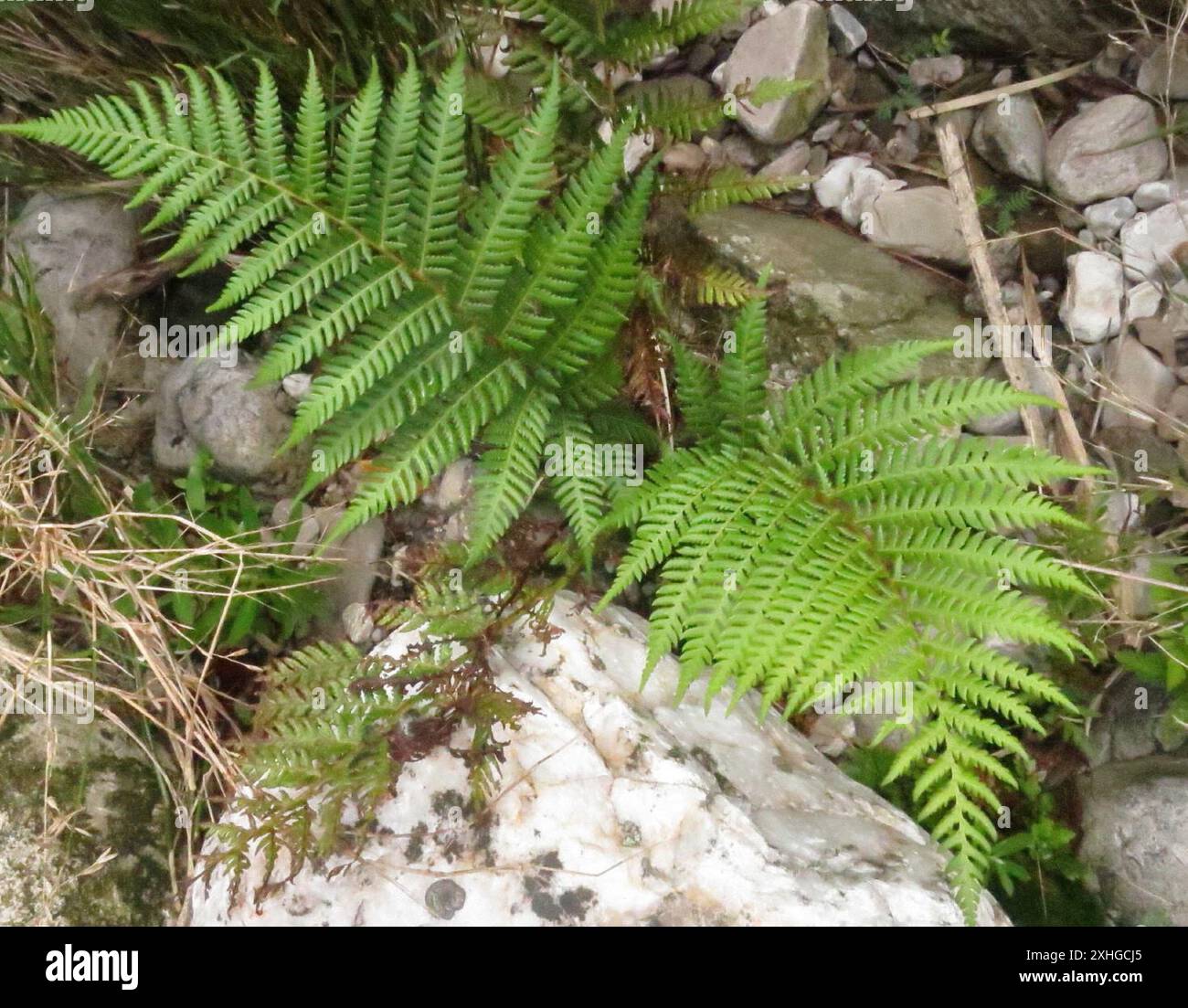 Forest Tree Fern (Cyathea capensis Stock Photo - Alamy