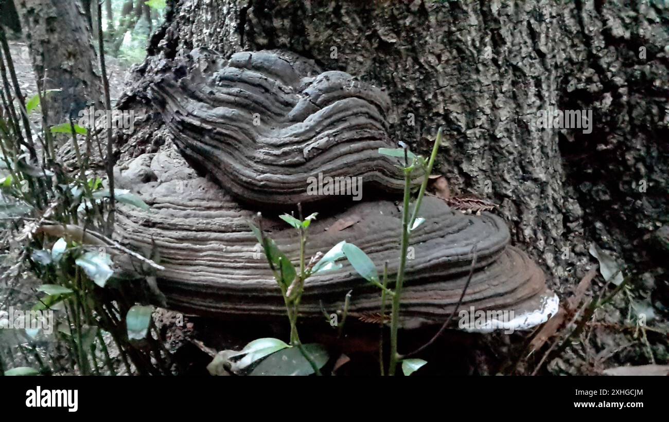 artist's bracket (Ganoderma applanatum Stock Photo - Alamy