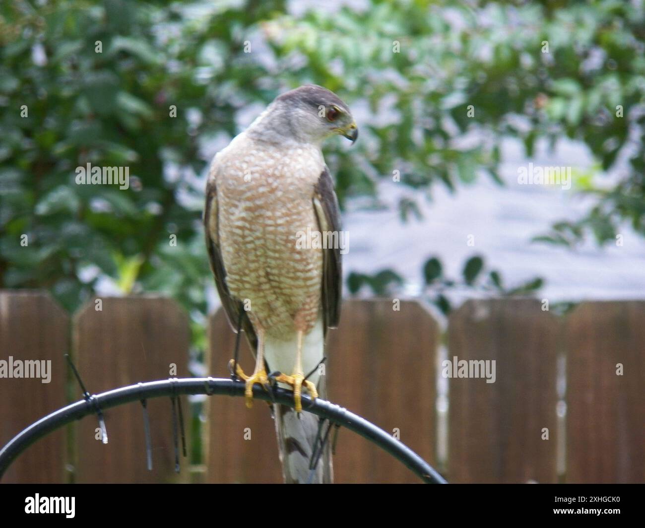 Cooper's Hawk (Accipiter cooperii Stock Photo - Alamy
