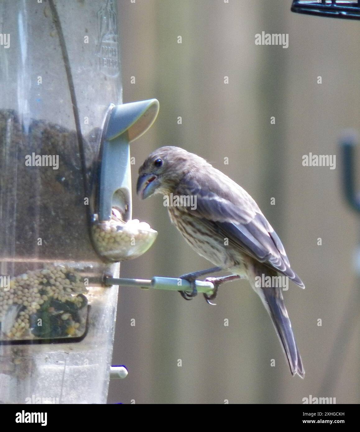 House Finch (Haemorhous mexicanus Stock Photo - Alamy