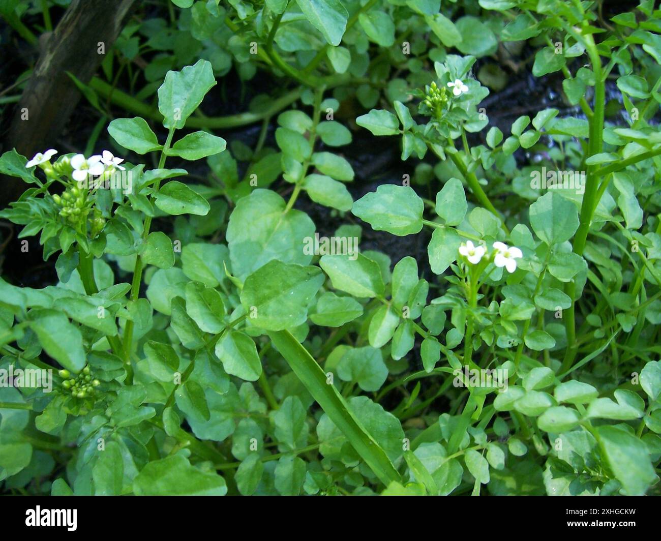 watercress (Nasturtium officinale Stock Photo - Alamy