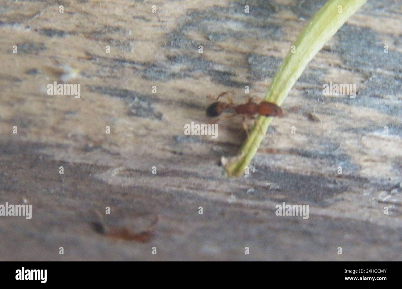 Bicolored Pennant Ant (Tetramorium bicarinatum Stock Photo - Alamy