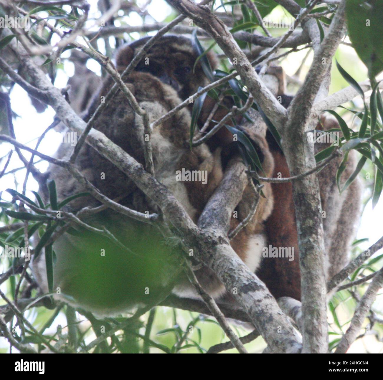 Lemur laniger hi-res stock photography and images - Alamy