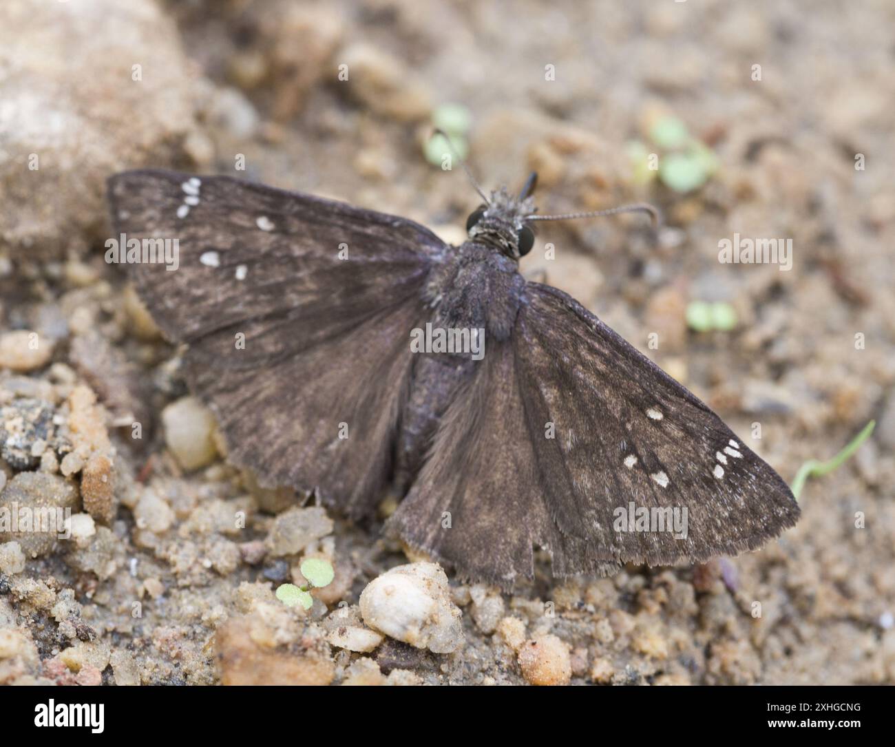 Meridian Duskywing (Erynnis meridianus Stock Photo - Alamy