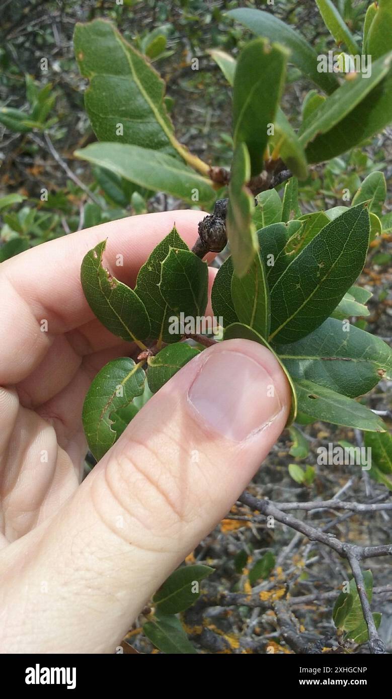 Bush Interior Live Oak (Quercus wislizeni frutescens Stock Photo - Alamy