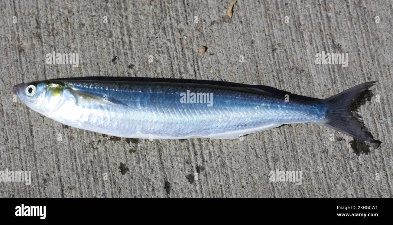Californiensis hi-res stock photography and images - Alamy