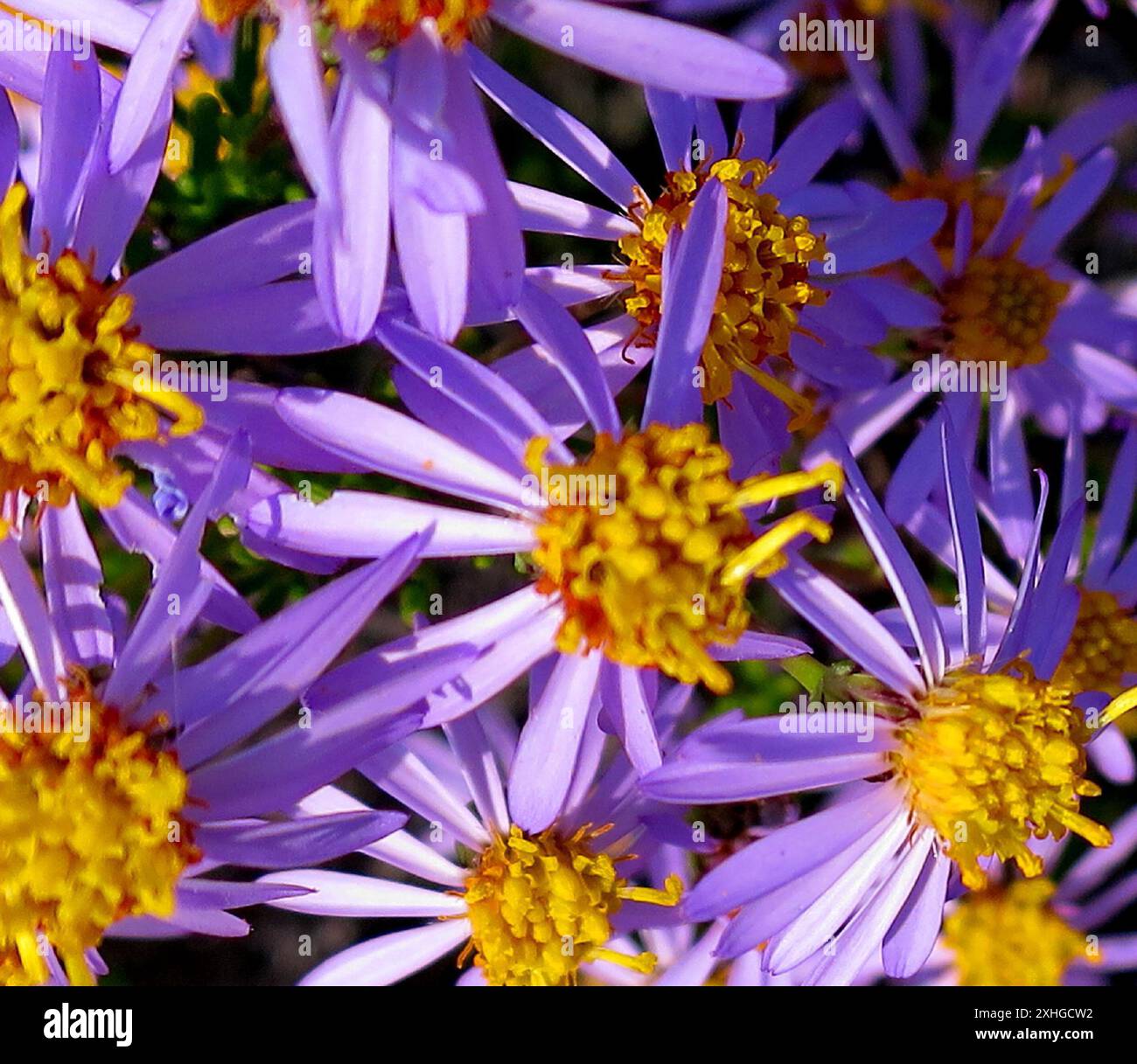 Common Fine Felicia (Felicia filifolia filifolia Stock Photo - Alamy