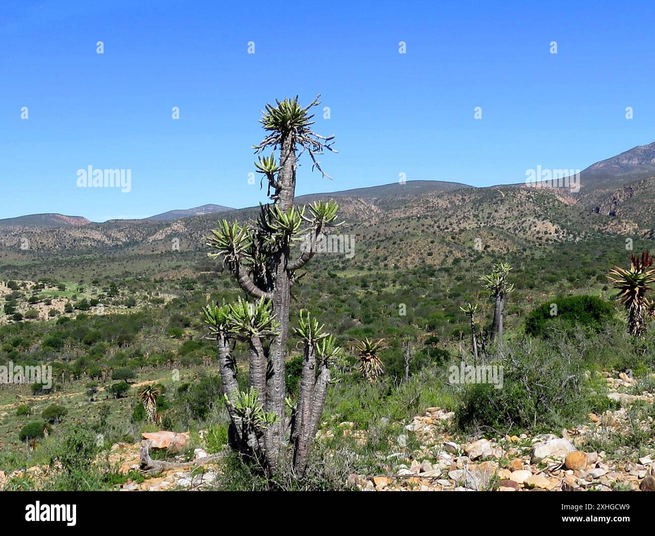 Valley Naboom (Euphorbia grandidens Stock Photo - Alamy