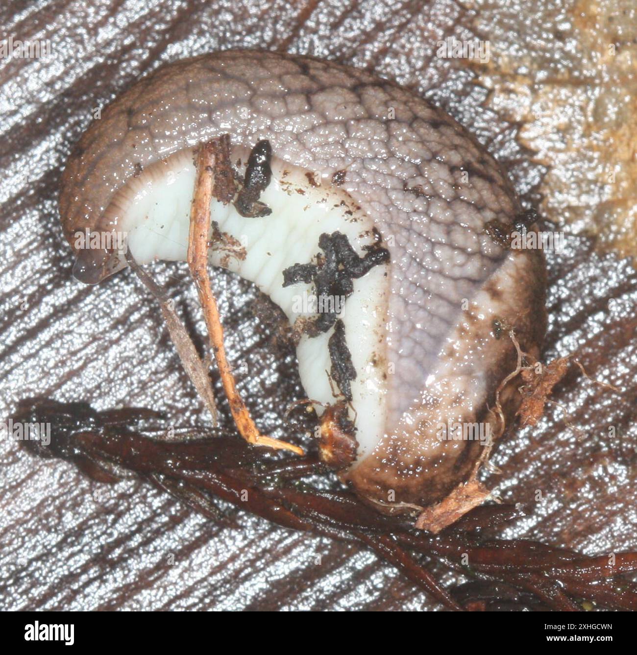 Reticulate Taildropper (Prophysaon andersonii Stock Photo - Alamy