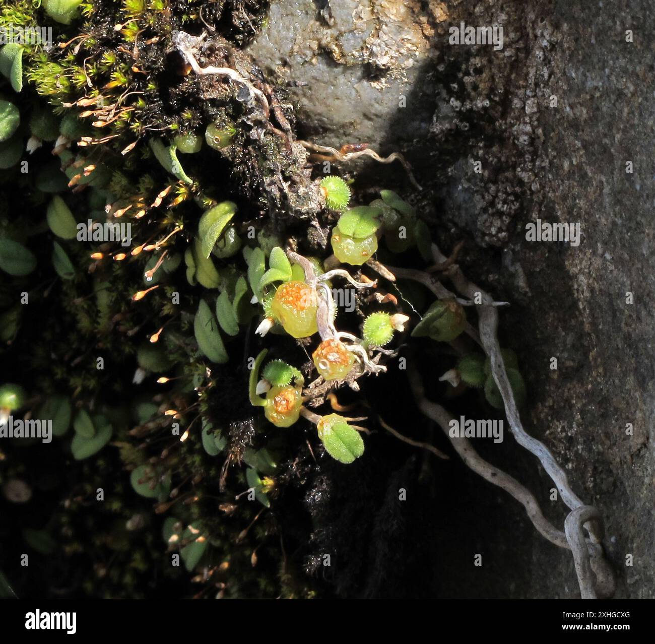 Pygmy Tree Orchid (Bulbophyllum pygmaeum Stock Photo - Alamy