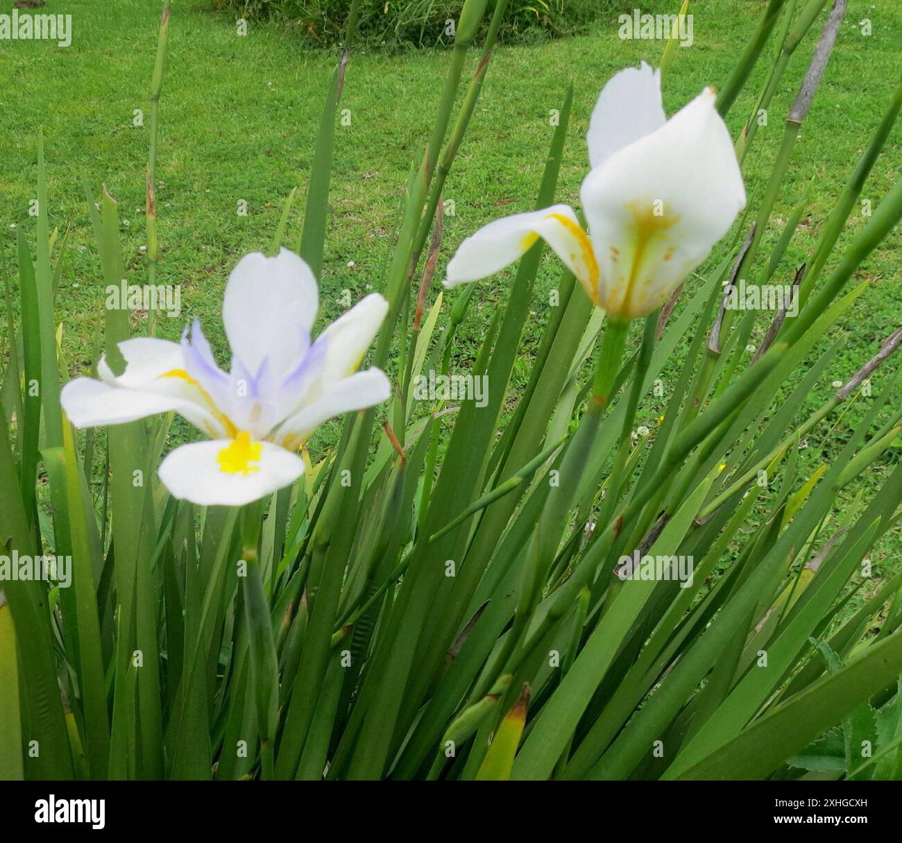 Large Fortnight Lily (Dietes grandiflora Stock Photo - Alamy