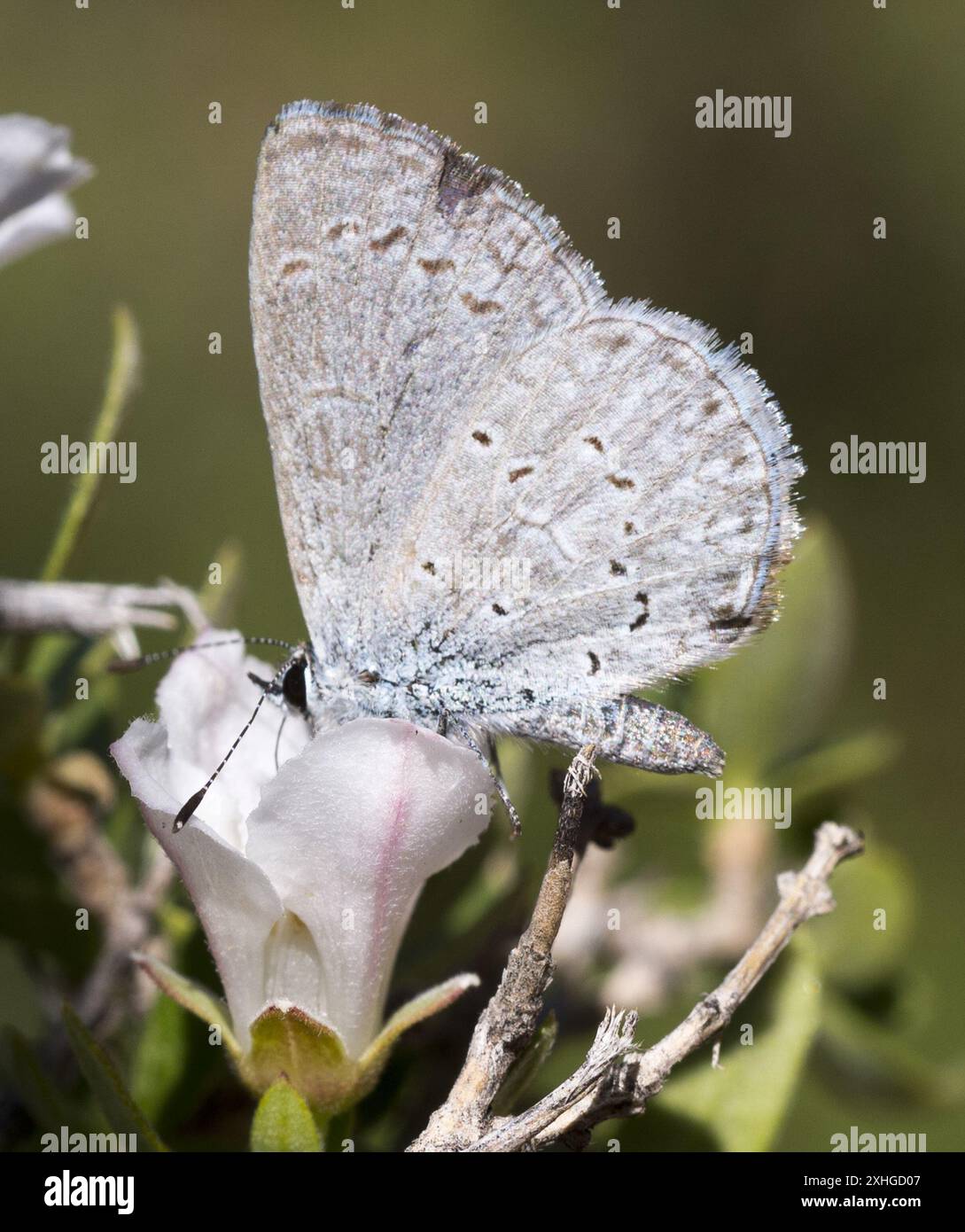 Echo Azure (Celastrina echo Stock Photo - Alamy