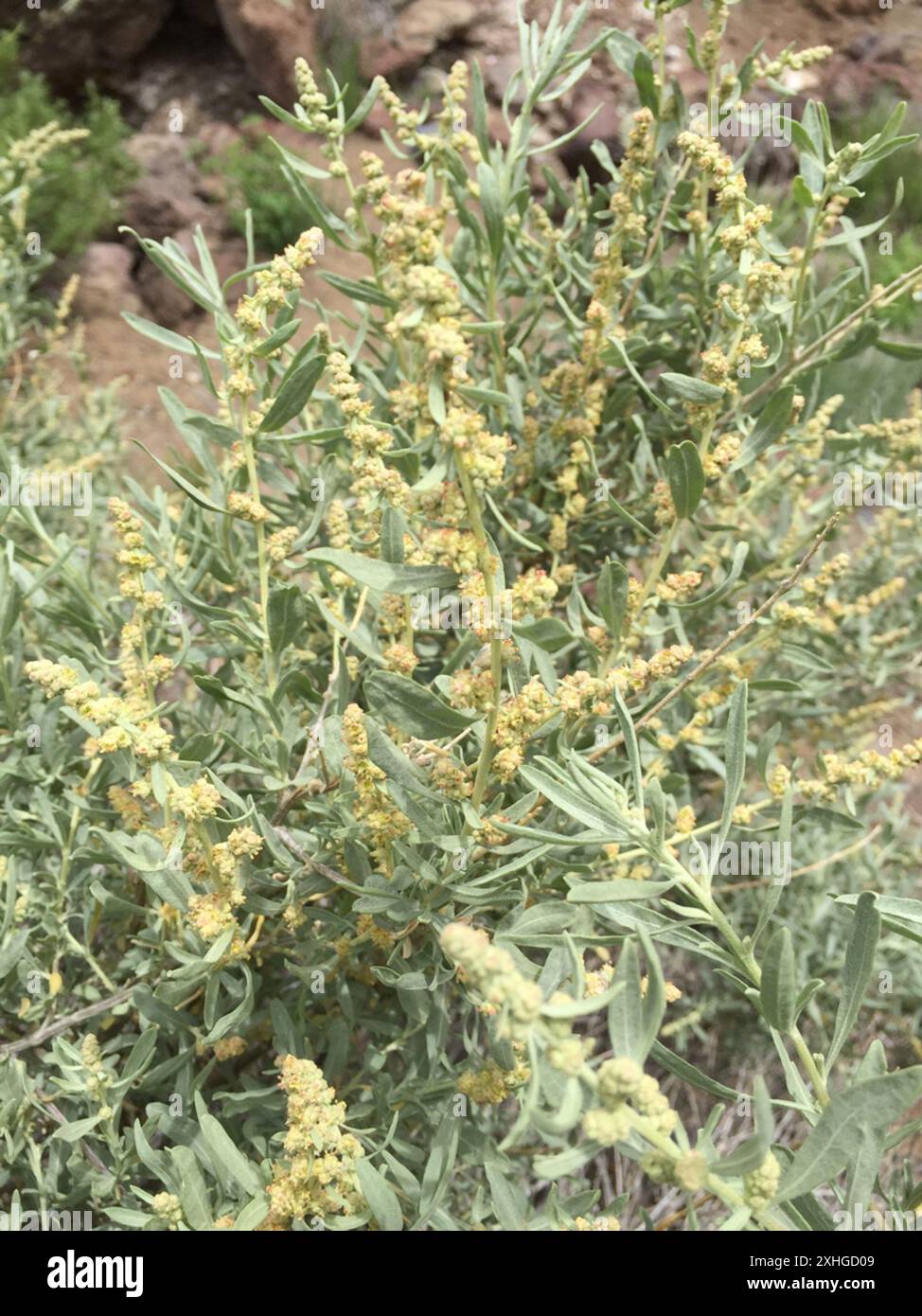 Fourwing Saltbush (Atriplex canescens Stock Photo - Alamy