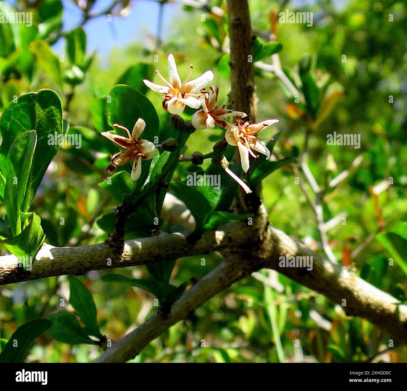 Ehretia rigida hi-res stock photography and images - Alamy