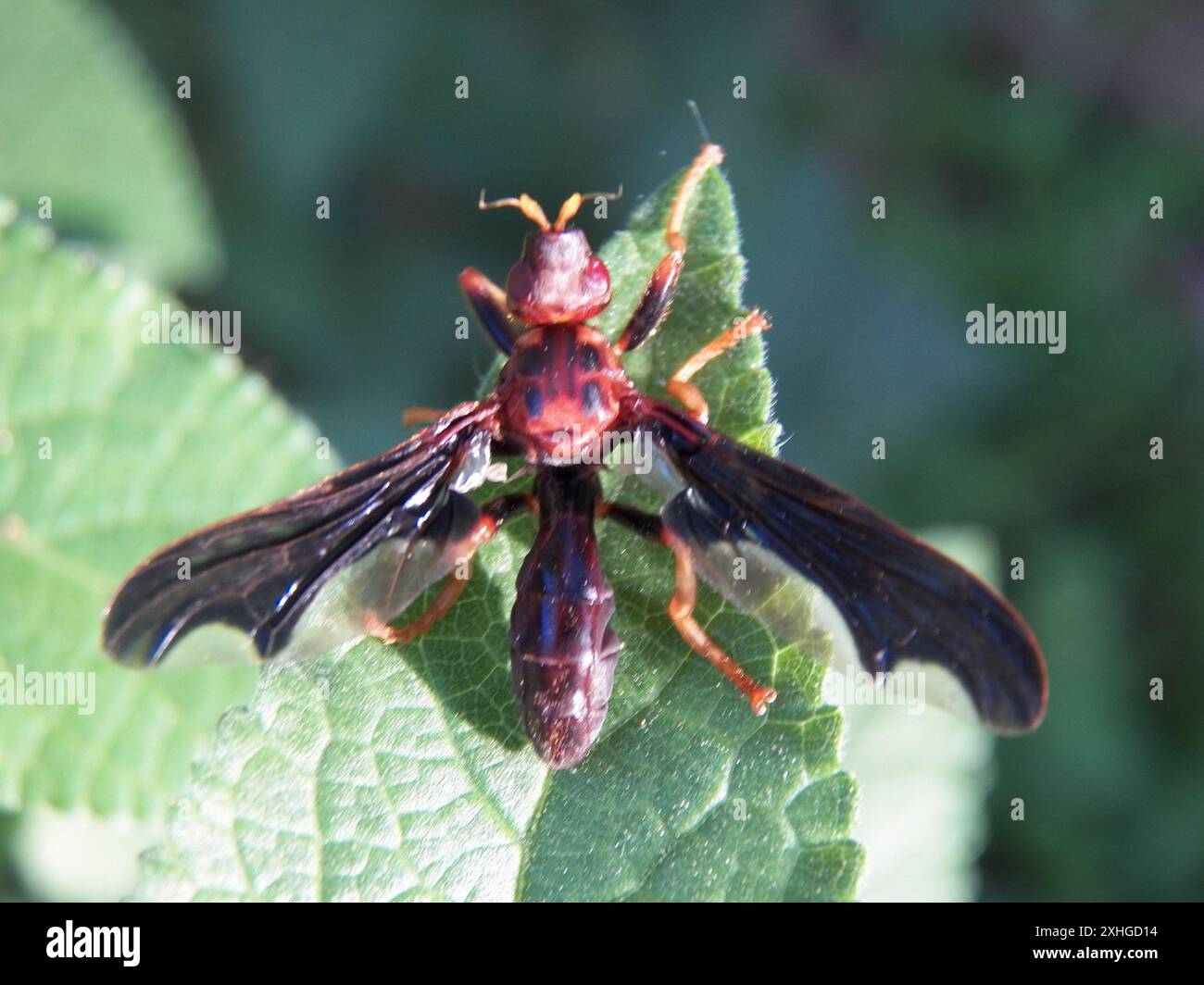 Pyrgota hi-res stock photography and images - Alamy