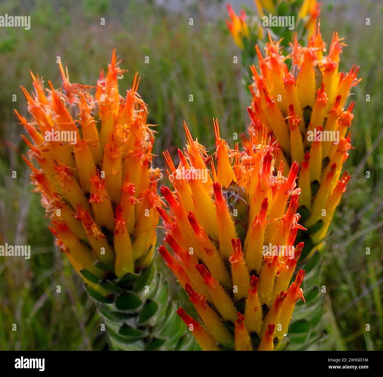 Threeflower Pagoda (Mimetes pauciflorus Stock Photo - Alamy