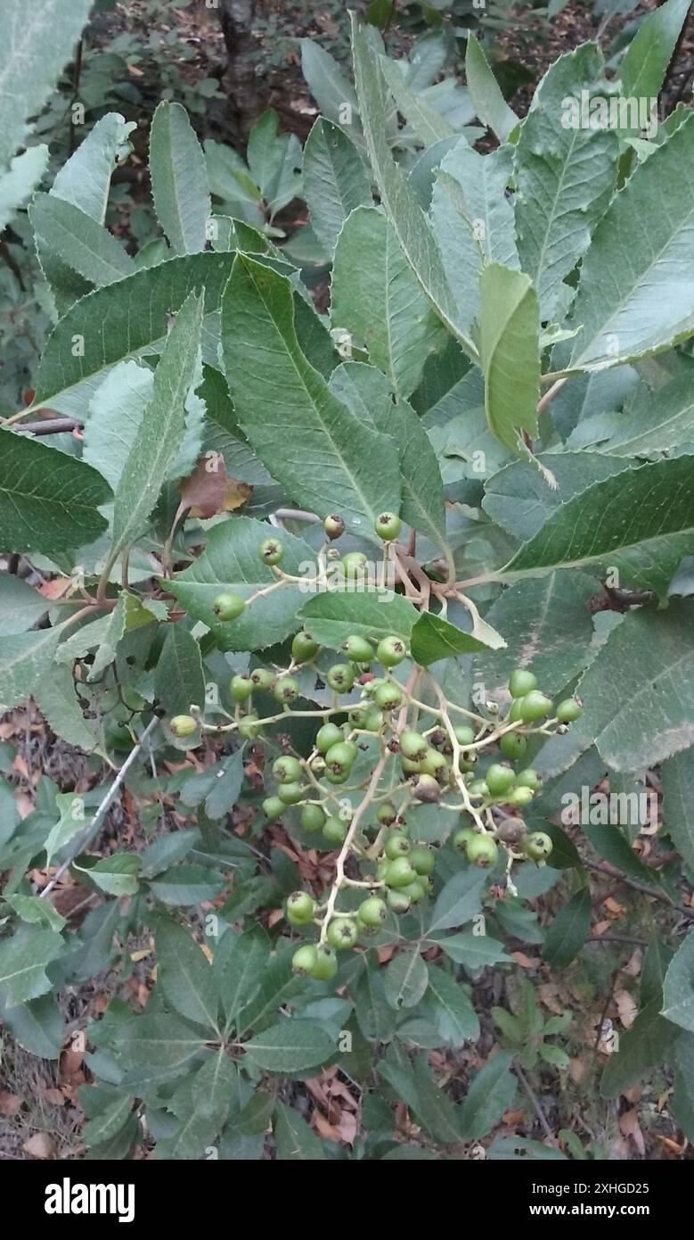 Toyon (Heteromeles arbutifolia Stock Photo - Alamy