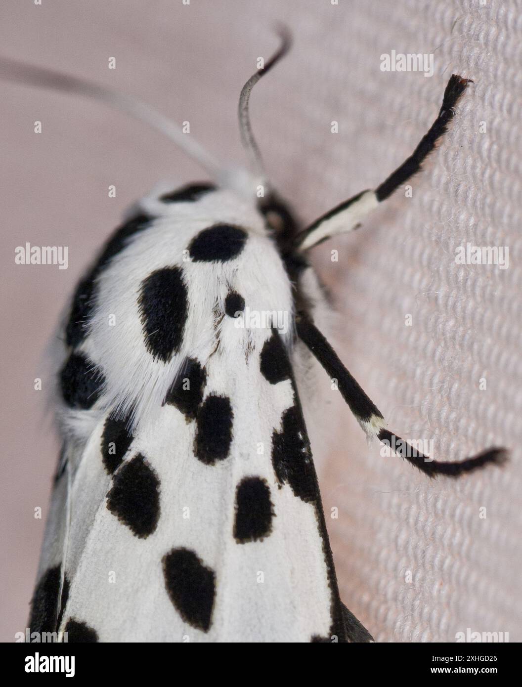 Many-spotted Tiger Moth (Hypercompe permaculata Stock Photo - Alamy