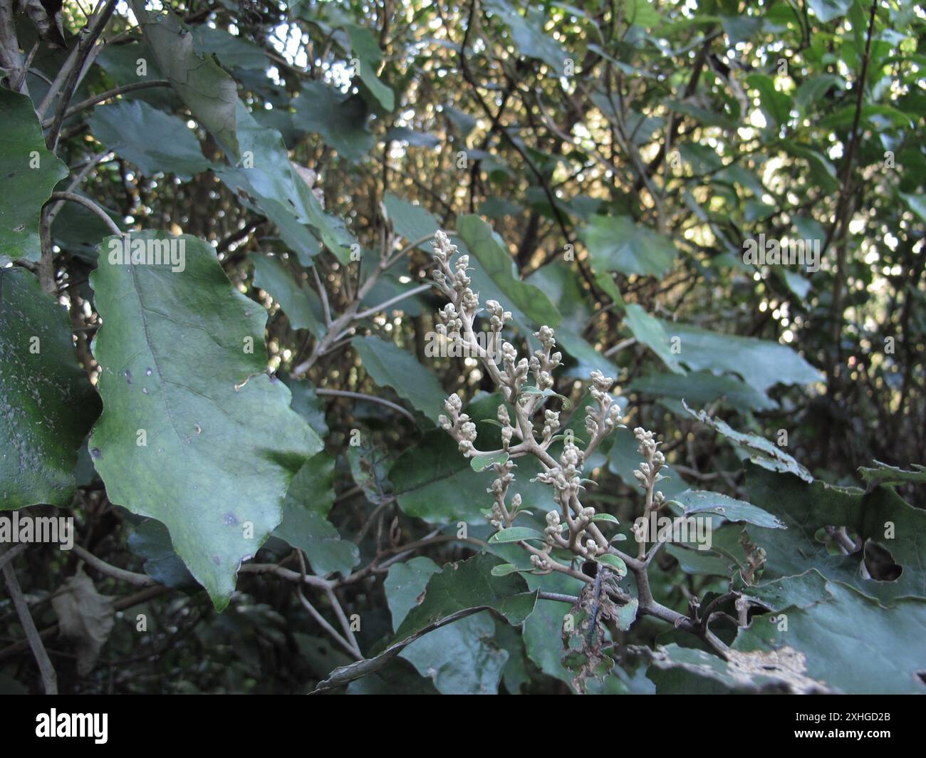 Rangiora (Brachyglottis repanda Stock Photo - Alamy