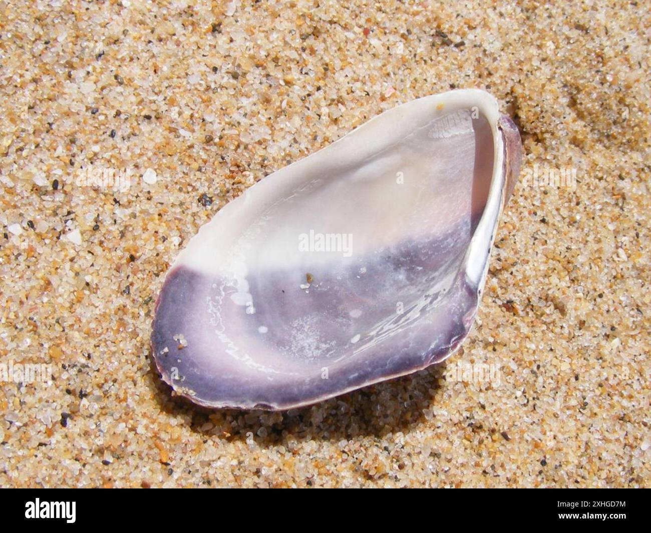 Ear Mussel (Modiolus auriculatus Stock Photo - Alamy