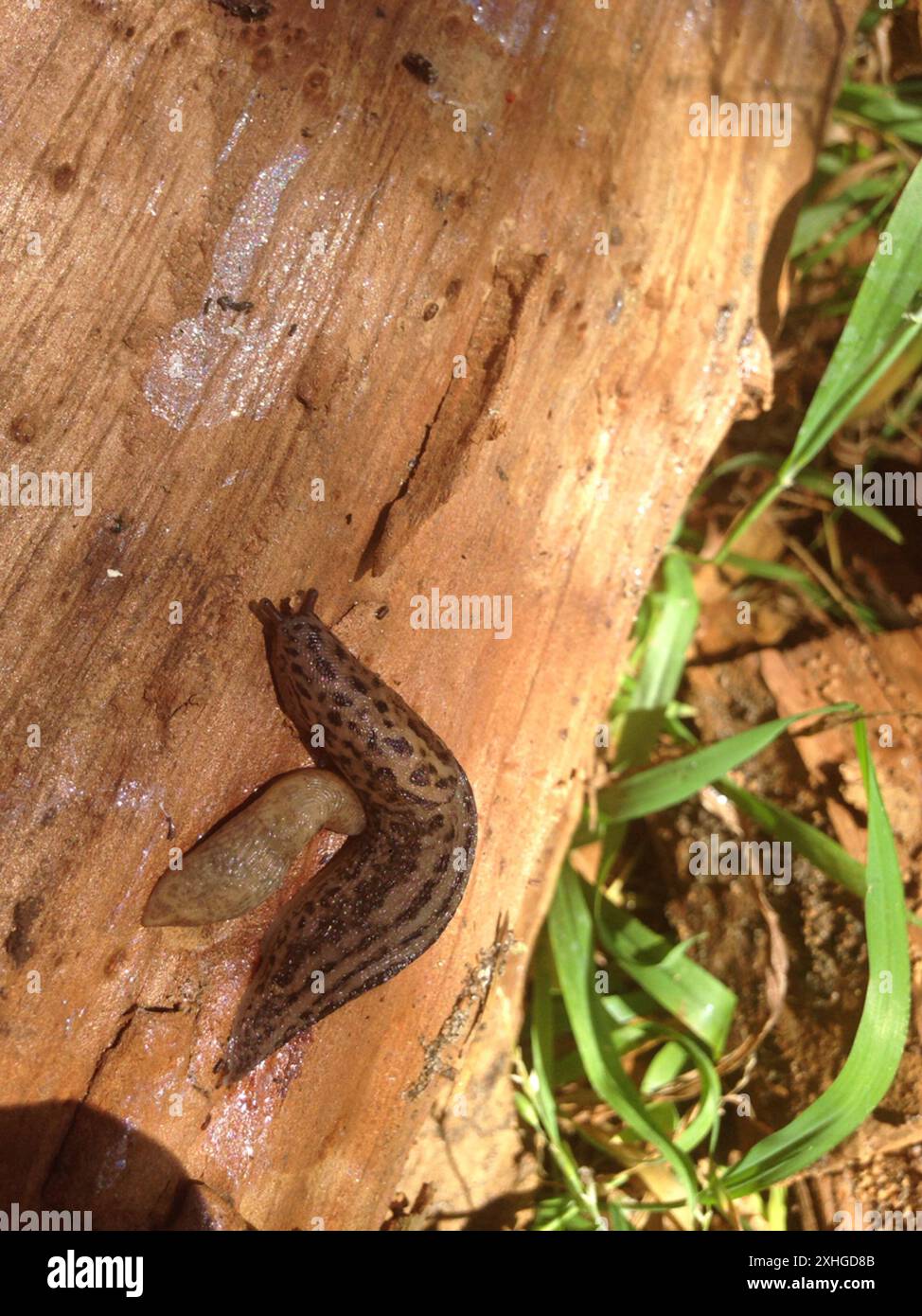 Leopard Slug (Limax maximus Stock Photo - Alamy