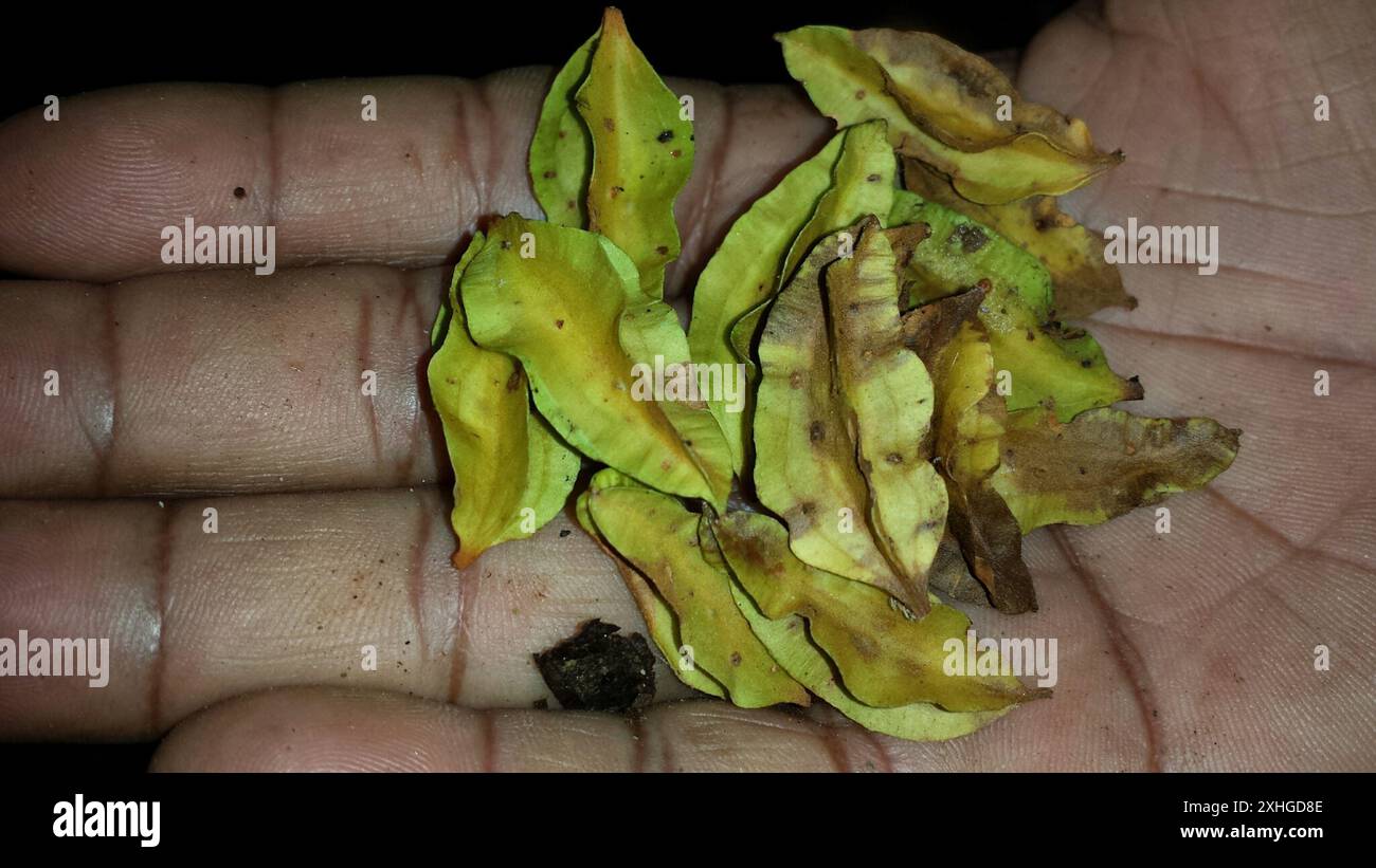 Trichopus hi-res stock photography and images - Alamy