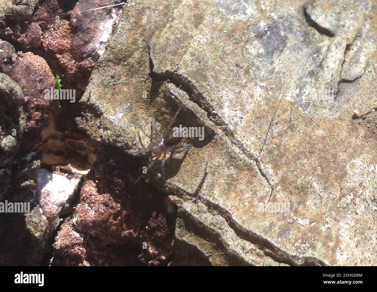 Typical Spiders (Araneomorphae Stock Photo - Alamy