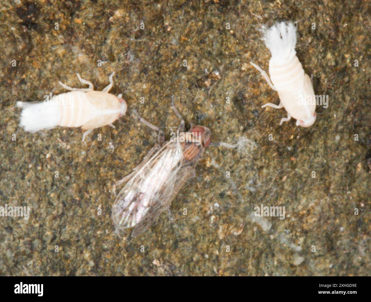 Melanoliarus hi-res stock photography and images - Alamy