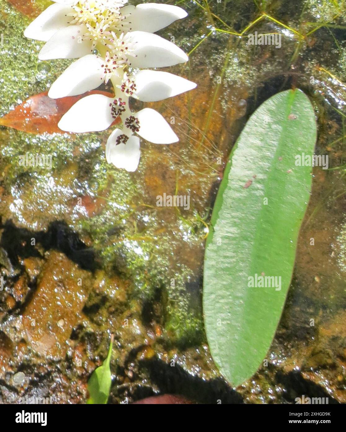 cape-pondweed (Aponogeton distachyos Stock Photo - Alamy