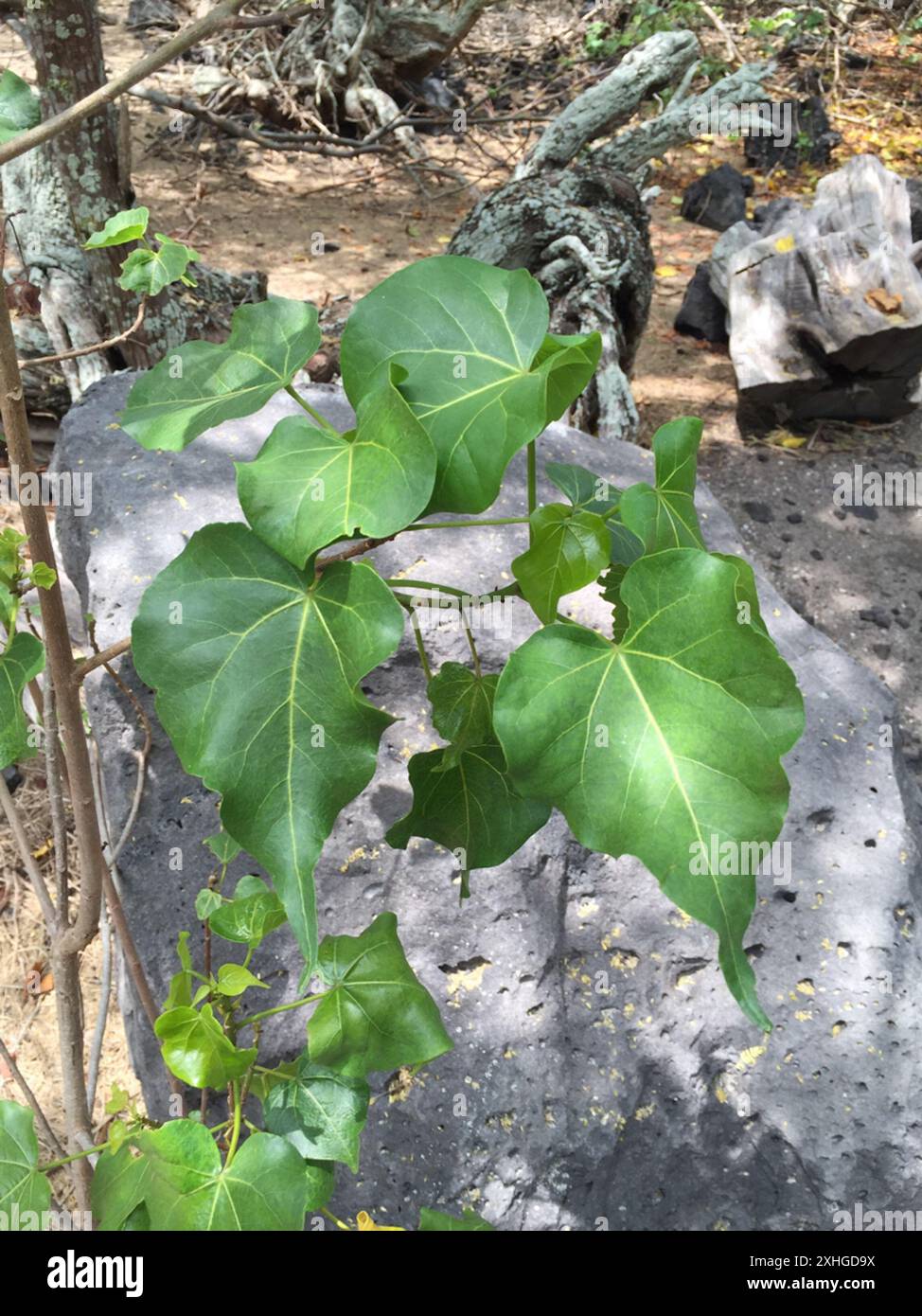 Thespesia populnea portia tree hi-res stock photography and images - Alamy