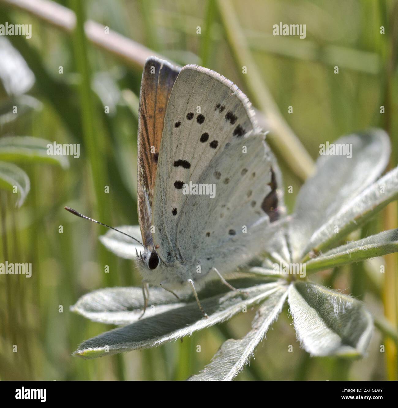 Blue Copper (Tharsalea heteronea Stock Photo - Alamy