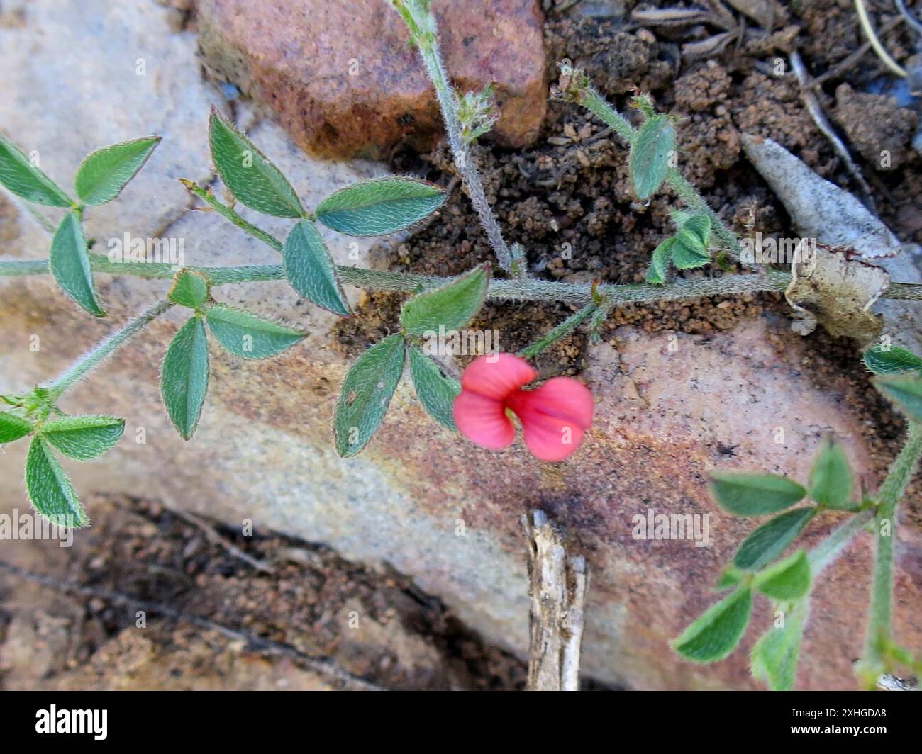 Squashed Indigo (Indigofera priorii Stock Photo - Alamy