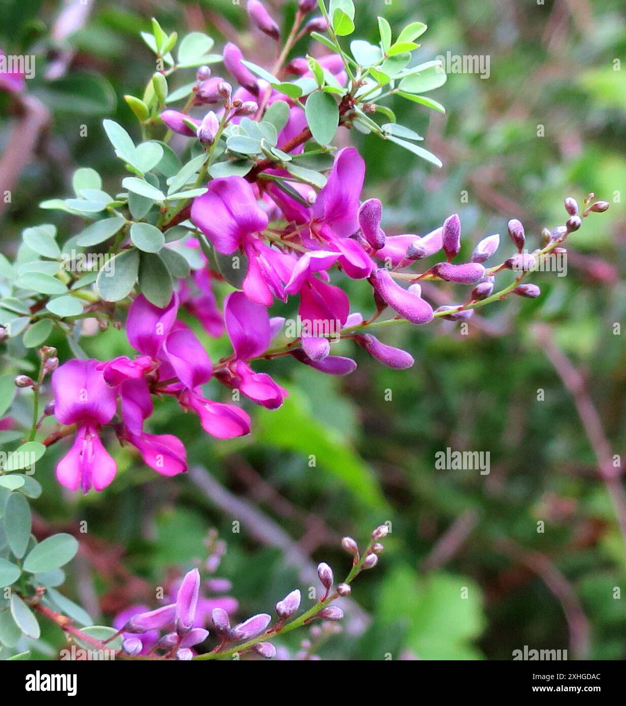 Bear Indigo (Indigofera denudata Stock Photo - Alamy