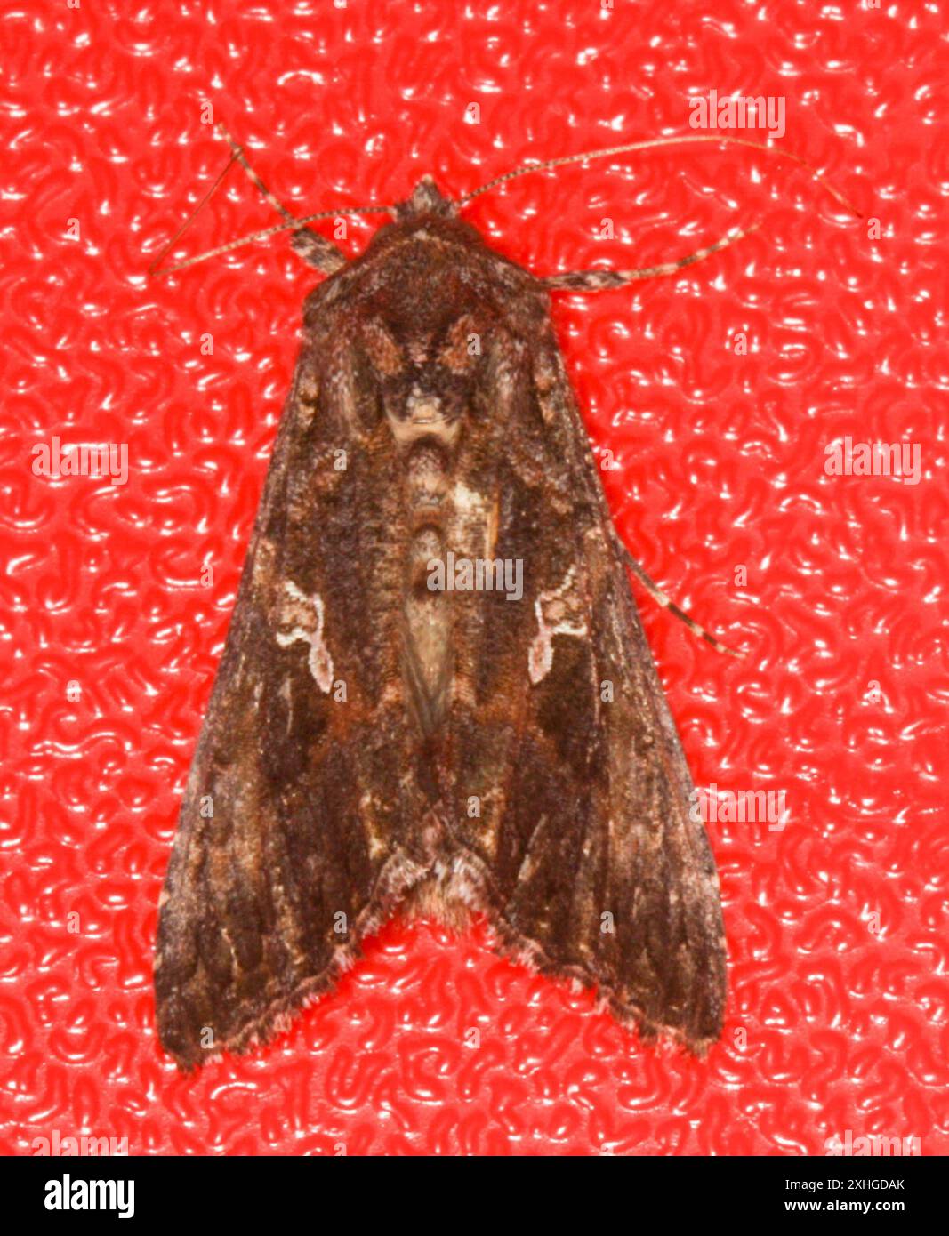Trichoplusia ni hi-res stock photography and images - Alamy