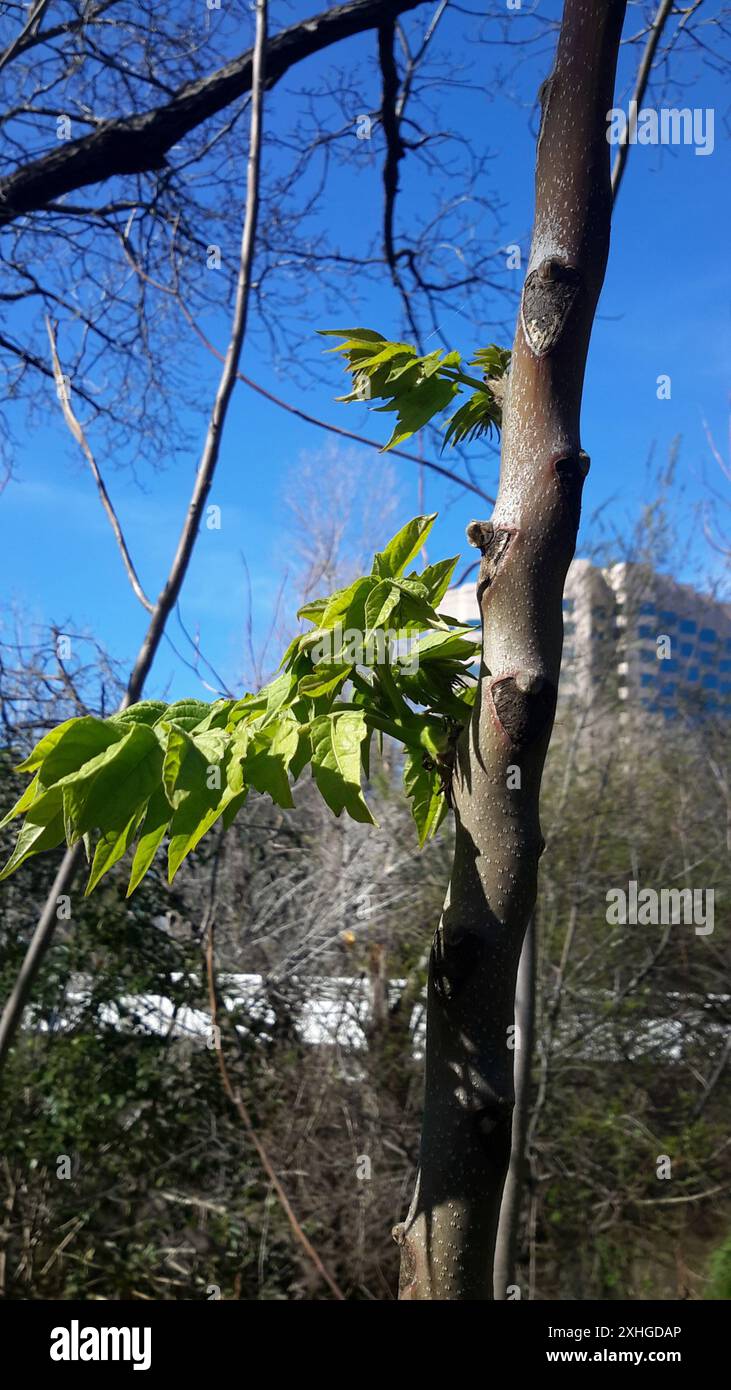 tree-of-heaven (Ailanthus altissima Stock Photo - Alamy