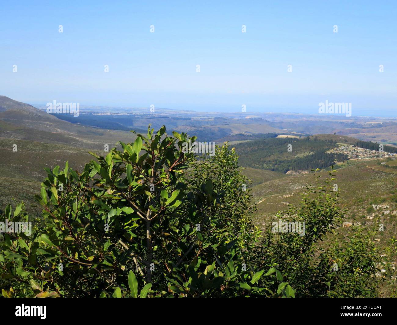 Cape beech (Rapanea melanophloeos Stock Photo - Alamy