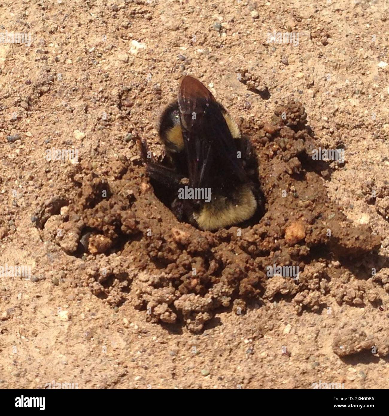 Common Digger Bees (Anthophora Stock Photo - Alamy