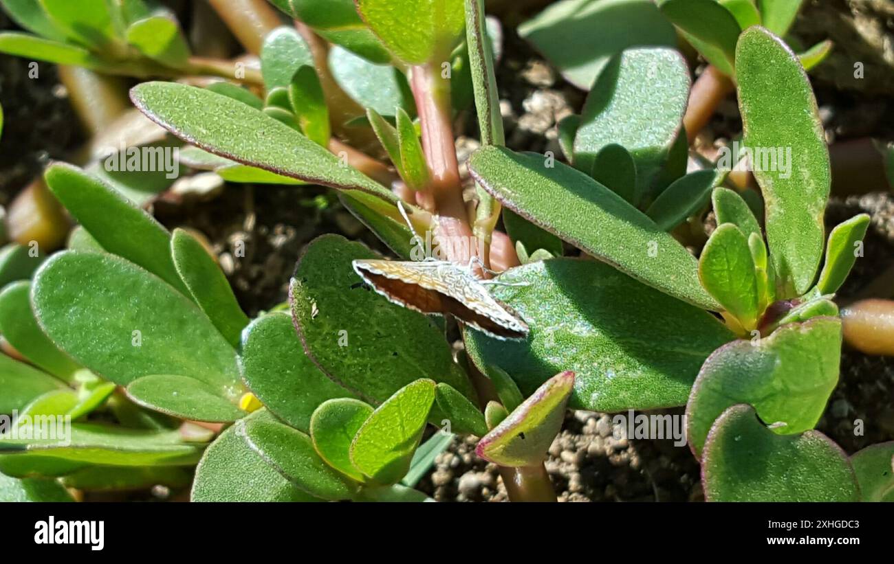 Brephidium hi-res stock photography and images - Alamy