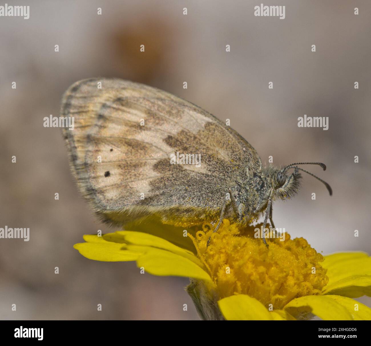 Common Ringlet (Coenonympha california Stock Photo - Alamy