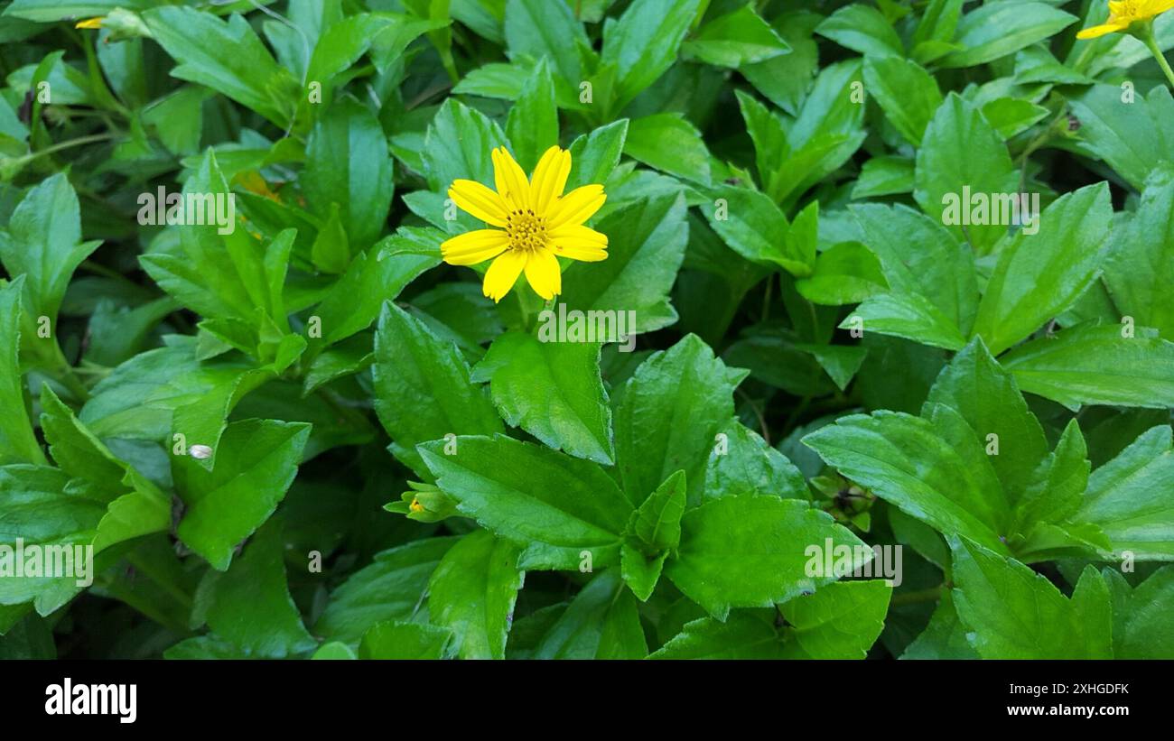 trailing daisy (Sphagneticola trilobata Stock Photo - Alamy