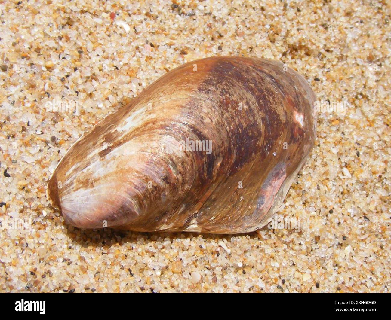 Modiolus modiolus hi-res stock photography and images - Alamy